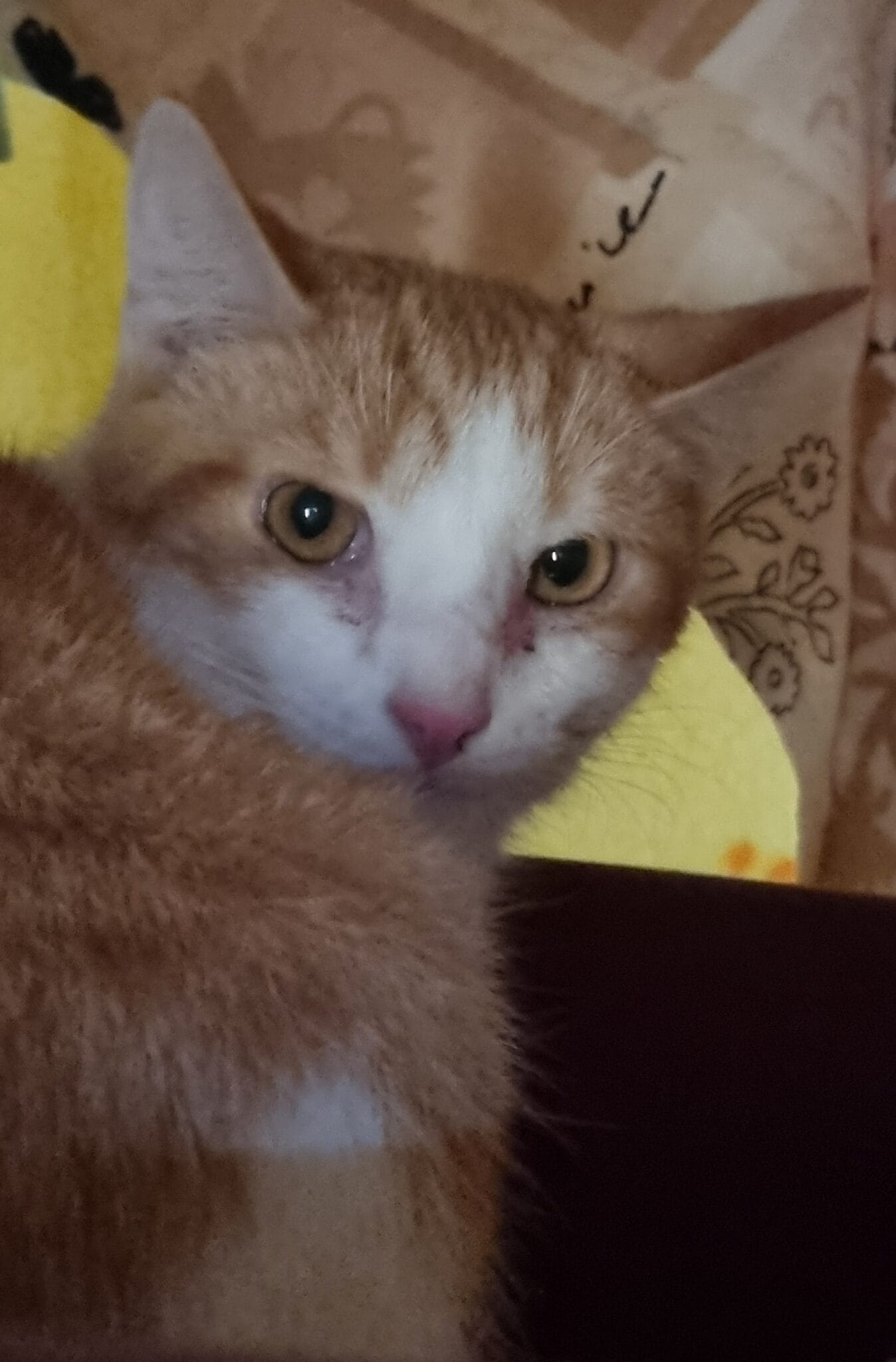 Vermittlung - Tierschutzheim Konstanz